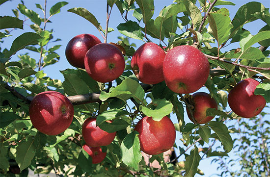 Zahrada plná jabloní | Chatař Chalupář