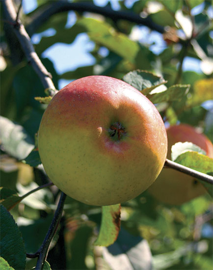 Zahrada plná jabloní | Chatař Chalupář