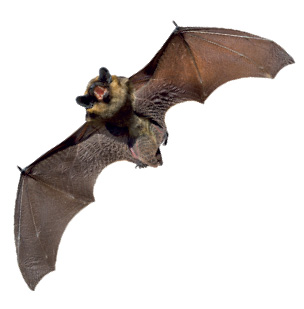 Náš soused netopýr | Chatař Chalupář
