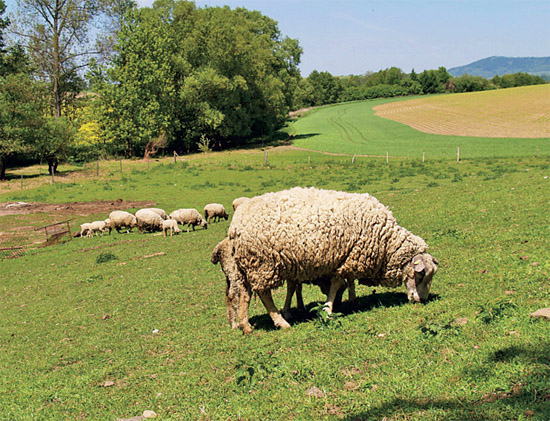 Bývala tu bažina… | Chatař Chalupář