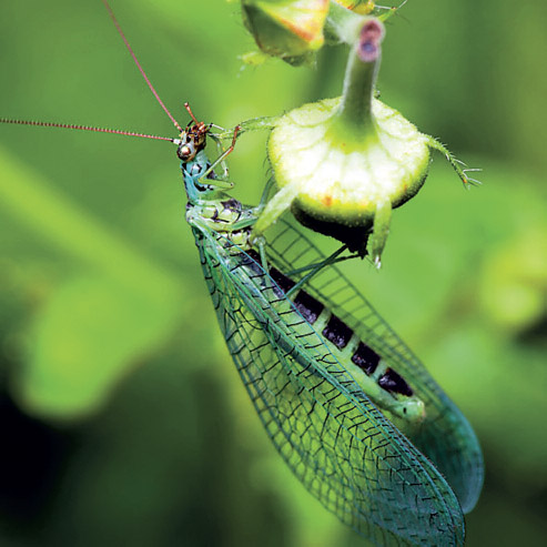 Domečky pro berušky a zlatoočka | Chatař Chalupář