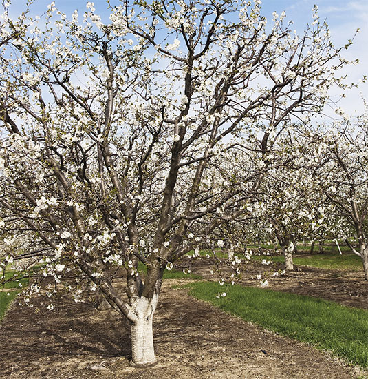 Řez jabloní | Chatař Chalupář