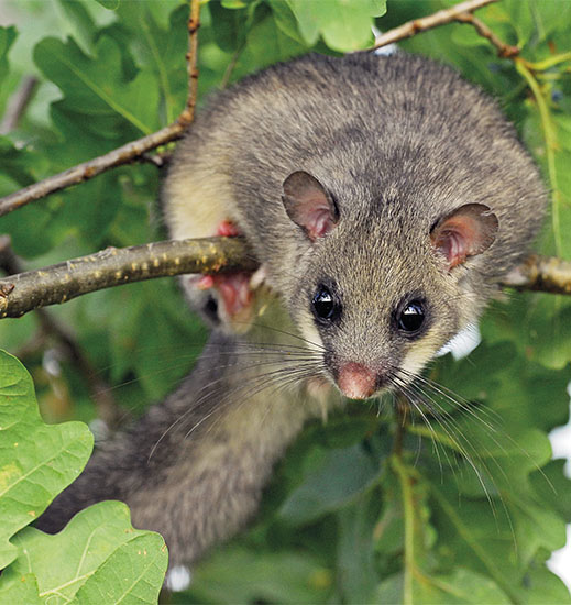 Plši – vzácní, ale nevítaní | Chatař Chalupář