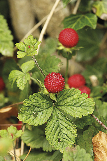Svérázná přírodní zahrada ve Rváčově | Chatař Chalupář