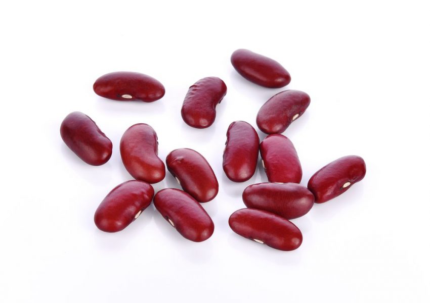 Fazol | Chatař Chalupář