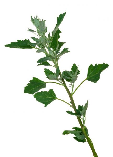 Poznáte plevel? | Chatař Chalupář