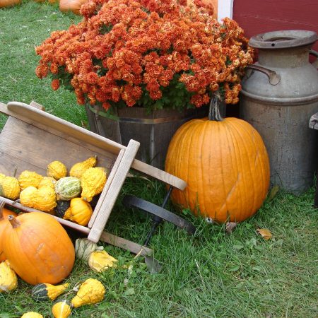 Ptačí pítka | Chatař Chalupář